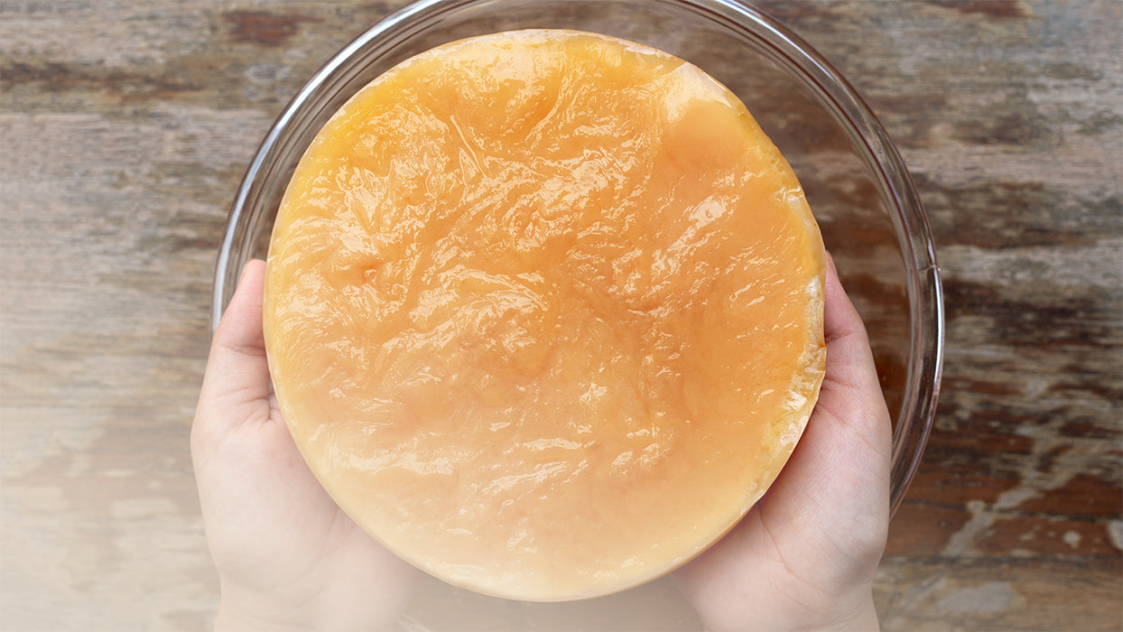 SCOBY – Alle Infos KOMBUCHERY – Kombuchery